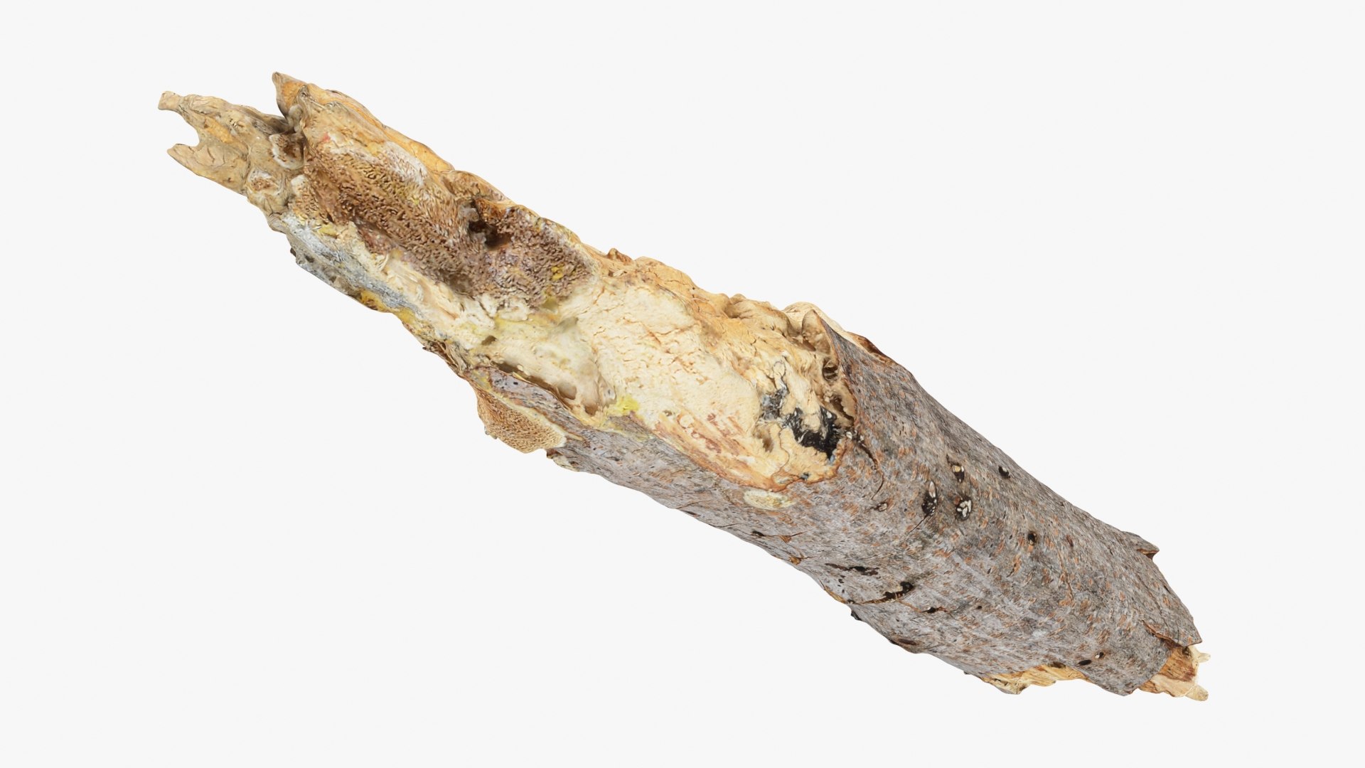 Broken Branch 3D model - TurboSquid 2168336