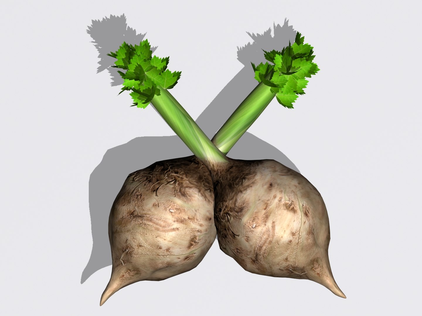 3d model of celery