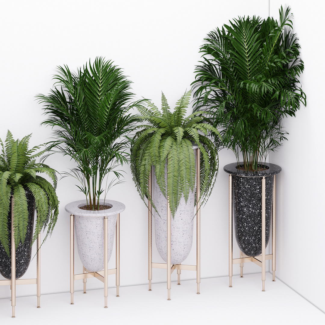 Fern palm corner 3D model - TurboSquid 1674855