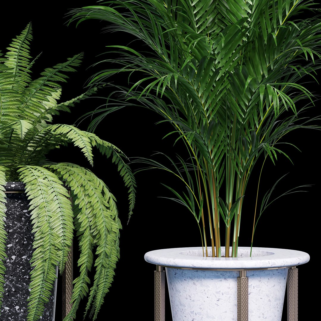 Fern palm corner 3D model - TurboSquid 1674855