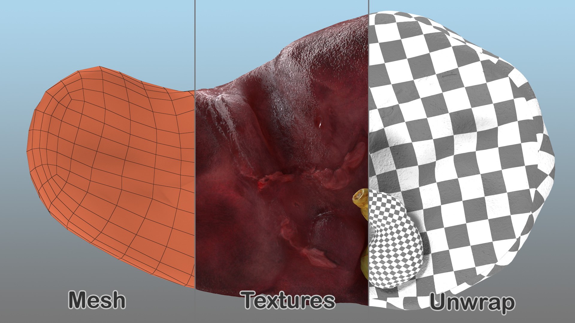 3D Human Liver Gallbladder Gall - TurboSquid 1461367