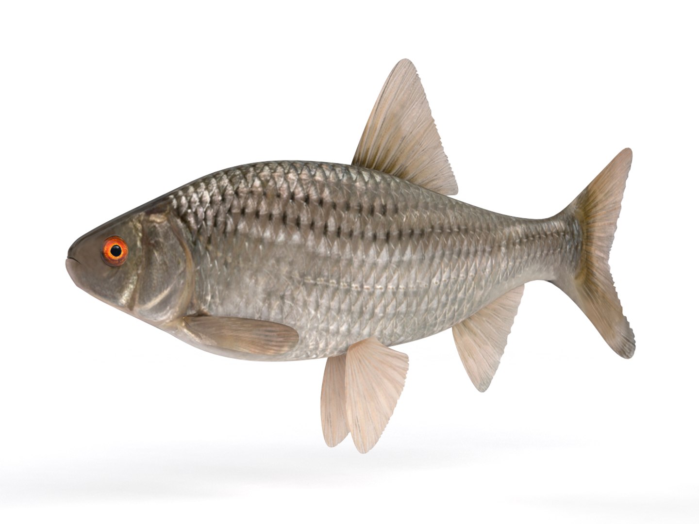 Roach Fish 3D - TurboSquid 1632646
