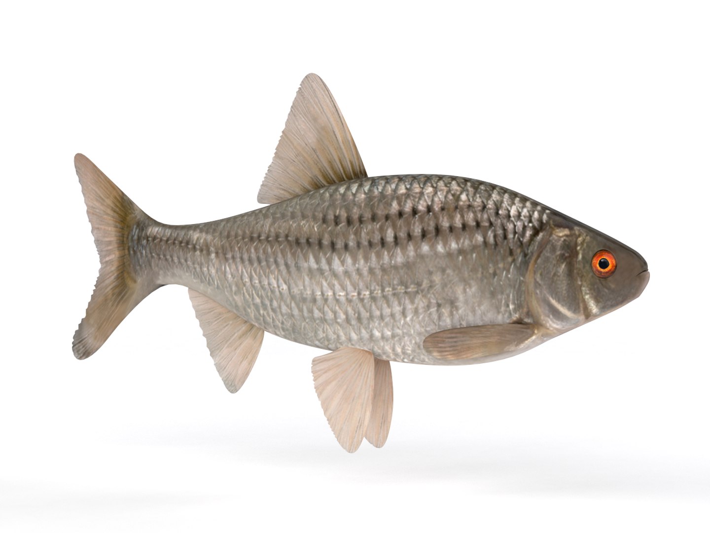 Roach Fish 3D - TurboSquid 1632646