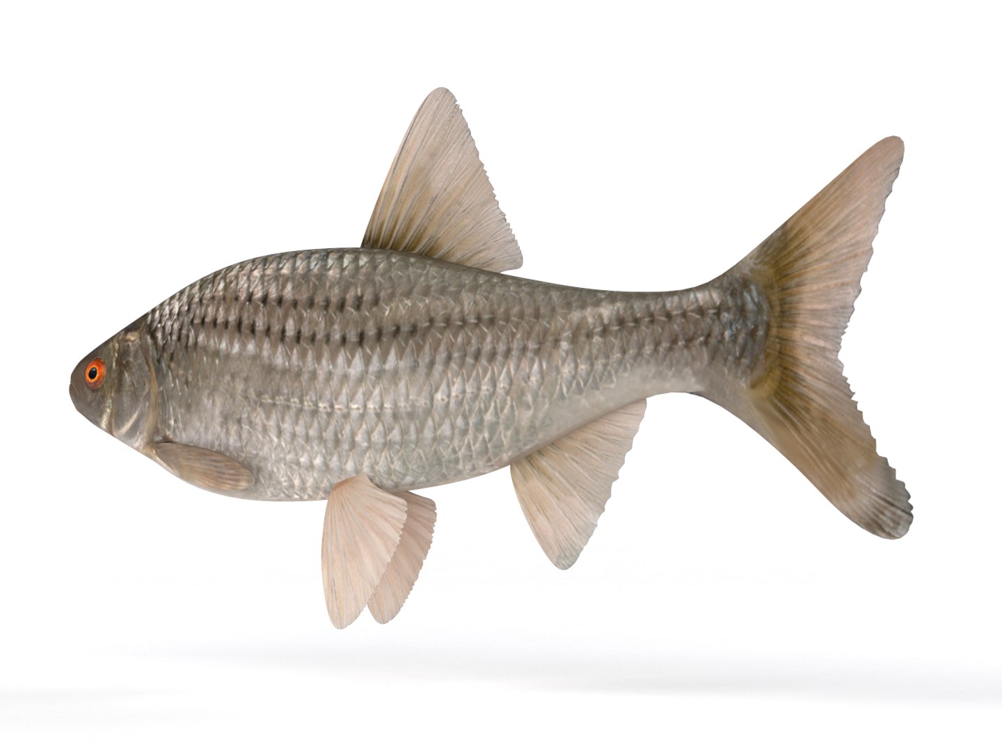 Roach Fish 3D - TurboSquid 1632646