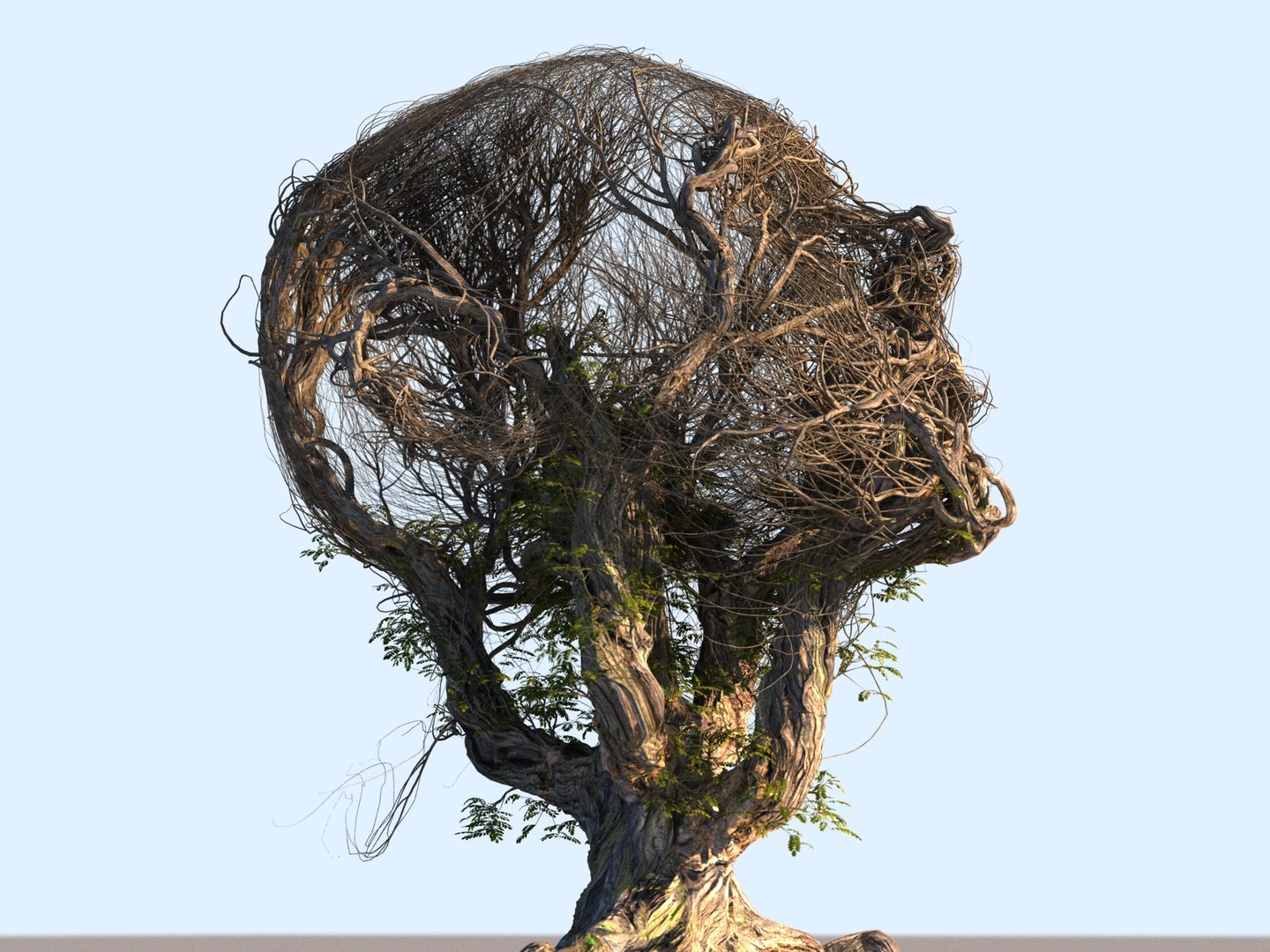 3D Tree Head Hd - TurboSquid 1287336