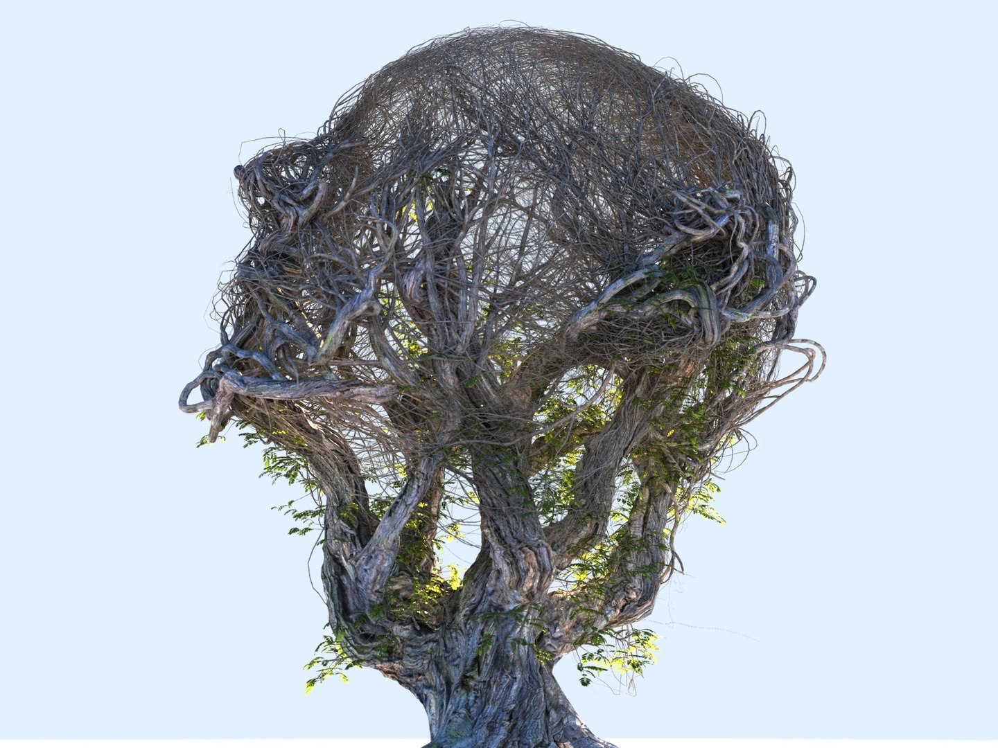 3D Tree Head Hd - TurboSquid 1287336