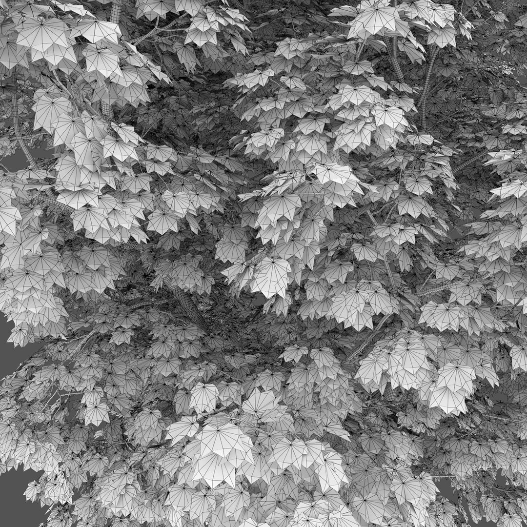 3D Tree Maple Model - TurboSquid 1691957