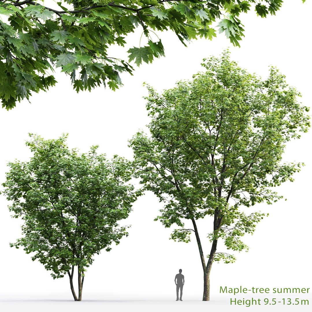 3D Tree Maple Model - TurboSquid 1691957