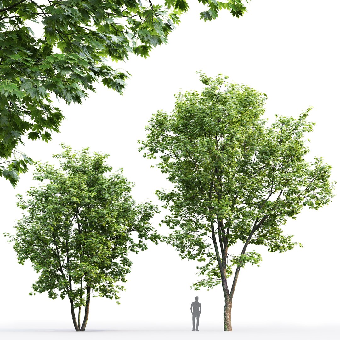 3D Tree Maple Model - TurboSquid 1691957