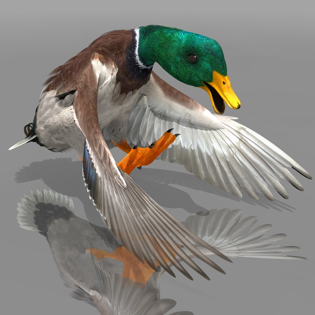 Mallard duck 3D - TurboSquid 1179386