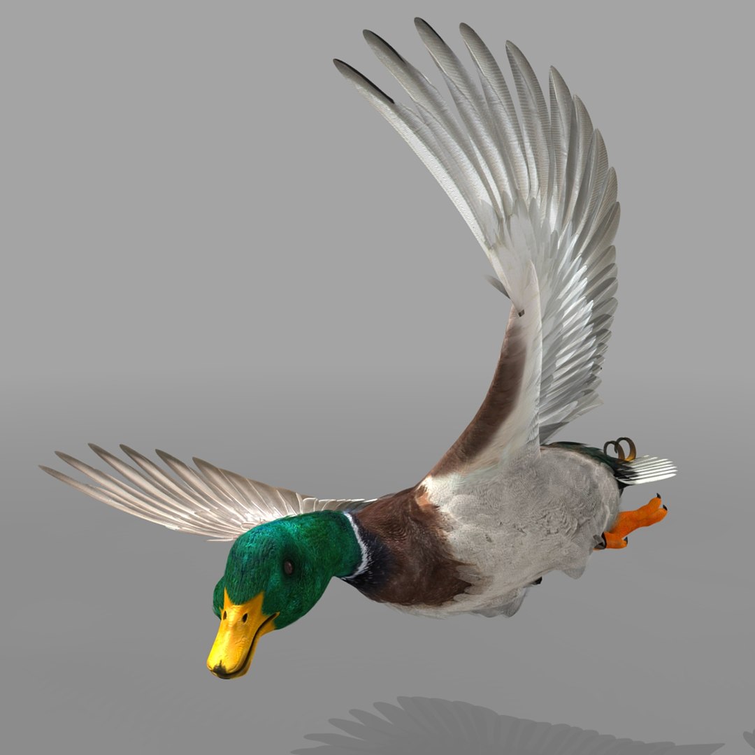 Mallard duck 3D - TurboSquid 1179386