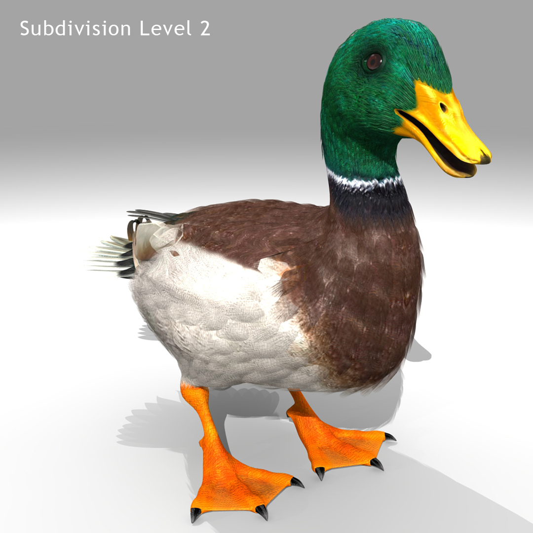 Mallard duck 3D - TurboSquid 1179386