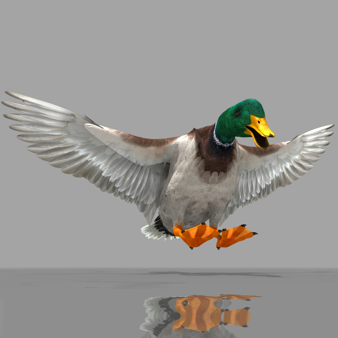 Mallard duck 3D - TurboSquid 1179386