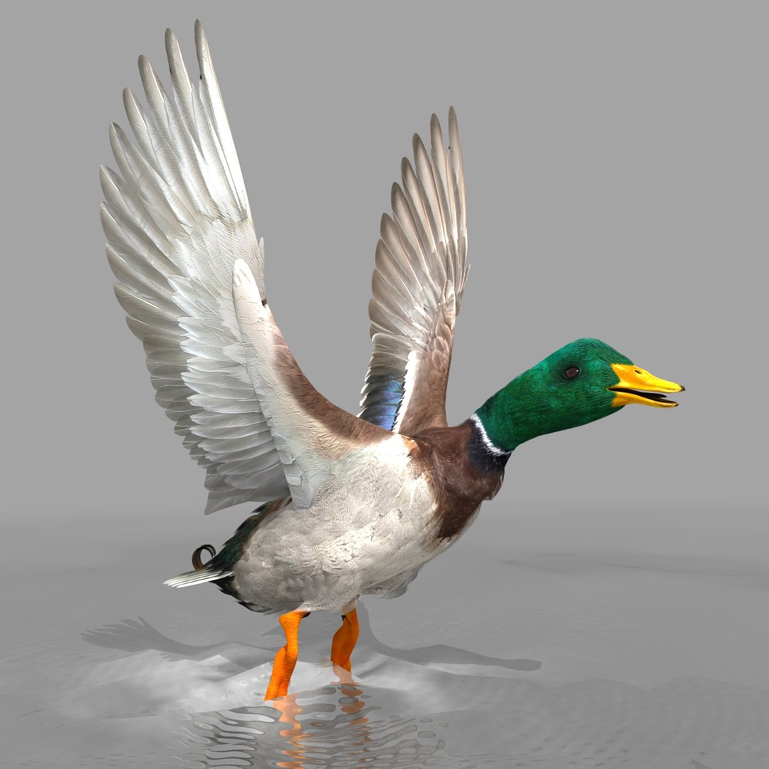 Mallard duck 3D - TurboSquid 1179386