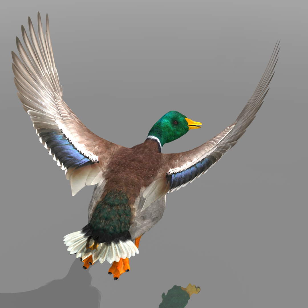 Mallard duck 3D - TurboSquid 1179386