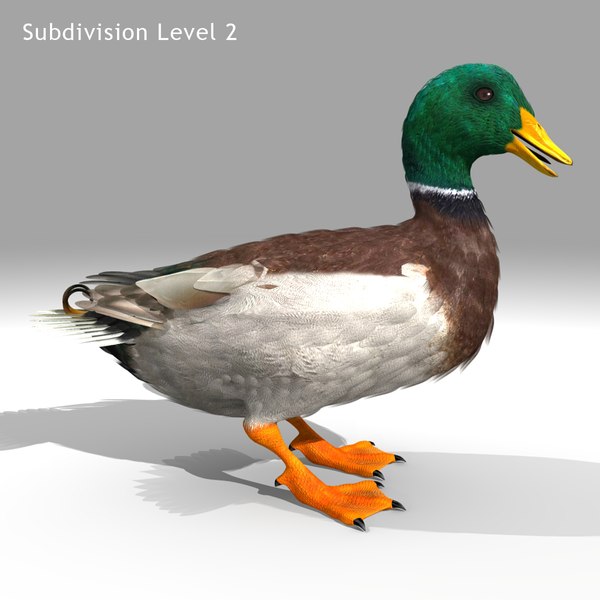 Mallard duck 3D - TurboSquid 1179386