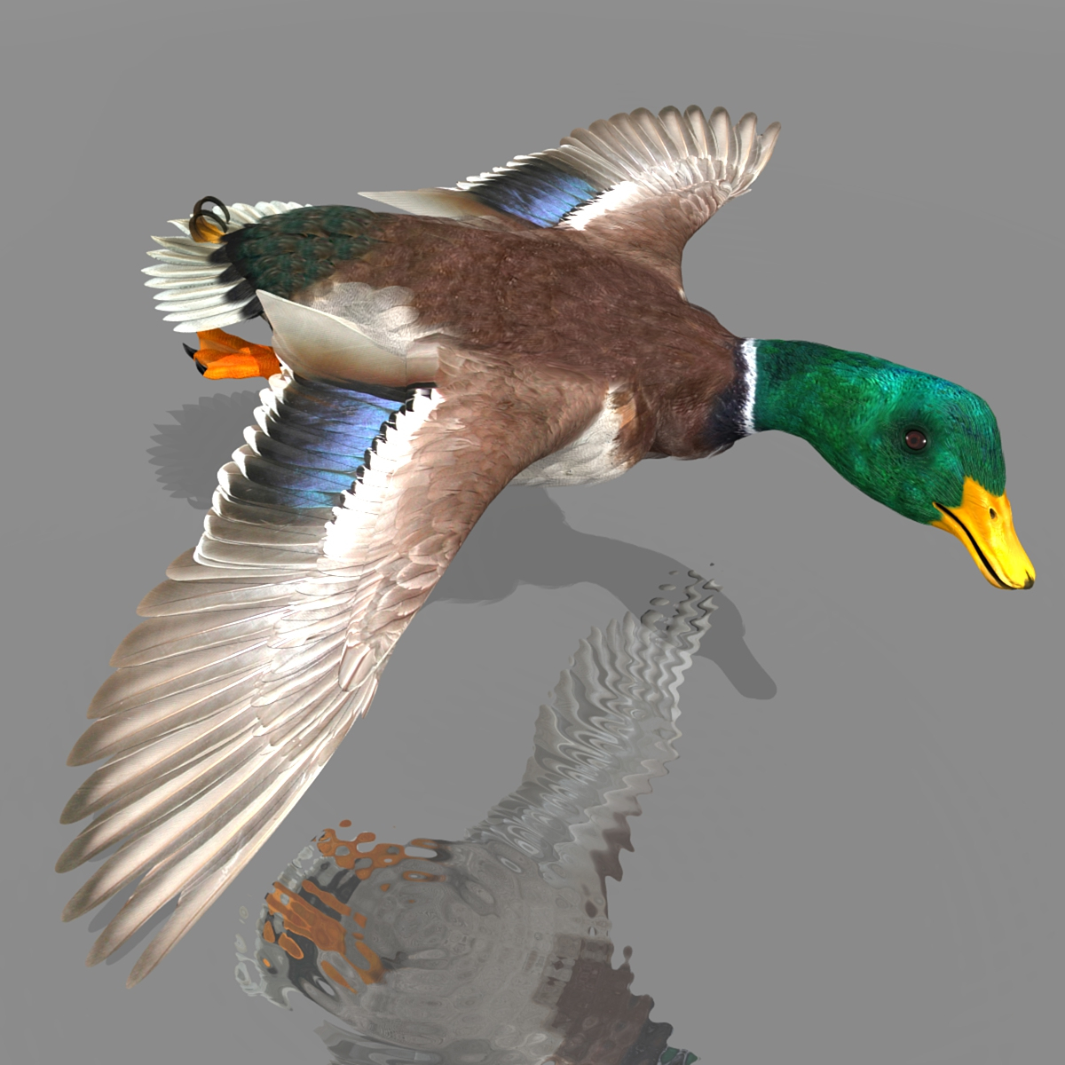Mallard duck 3D - TurboSquid 1179386