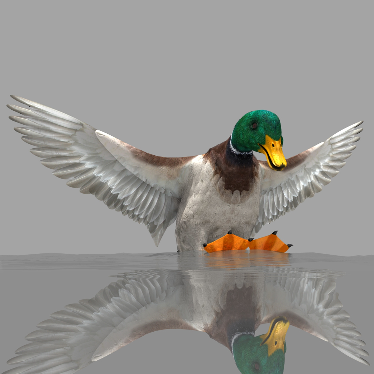 Mallard duck 3D - TurboSquid 1179386