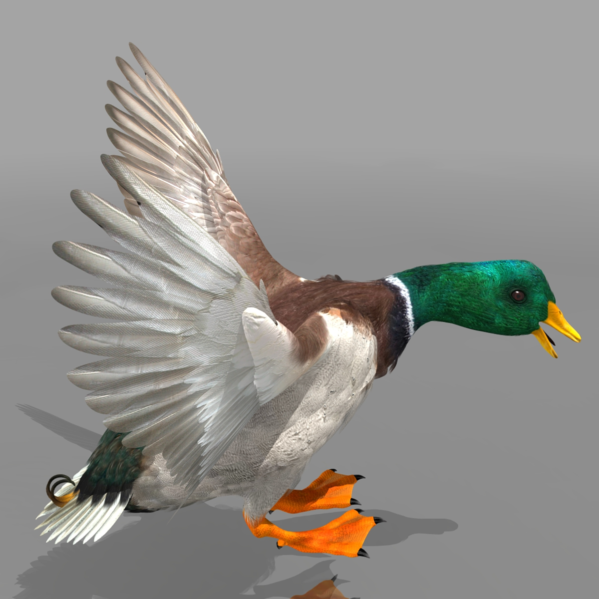 Mallard duck 3D - TurboSquid 1179386