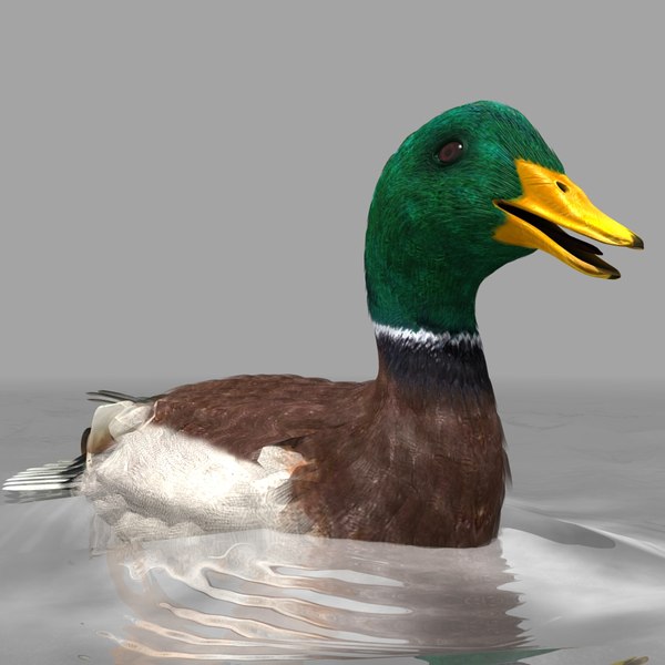 Mallard duck 3D - TurboSquid 1179386