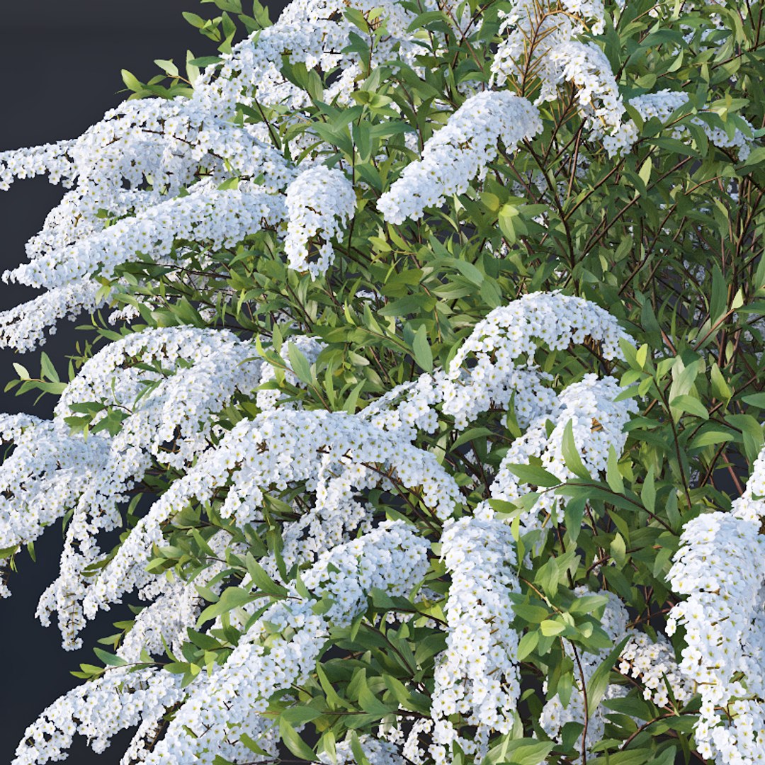 Grefsheim Spirea Model - TurboSquid 1365768