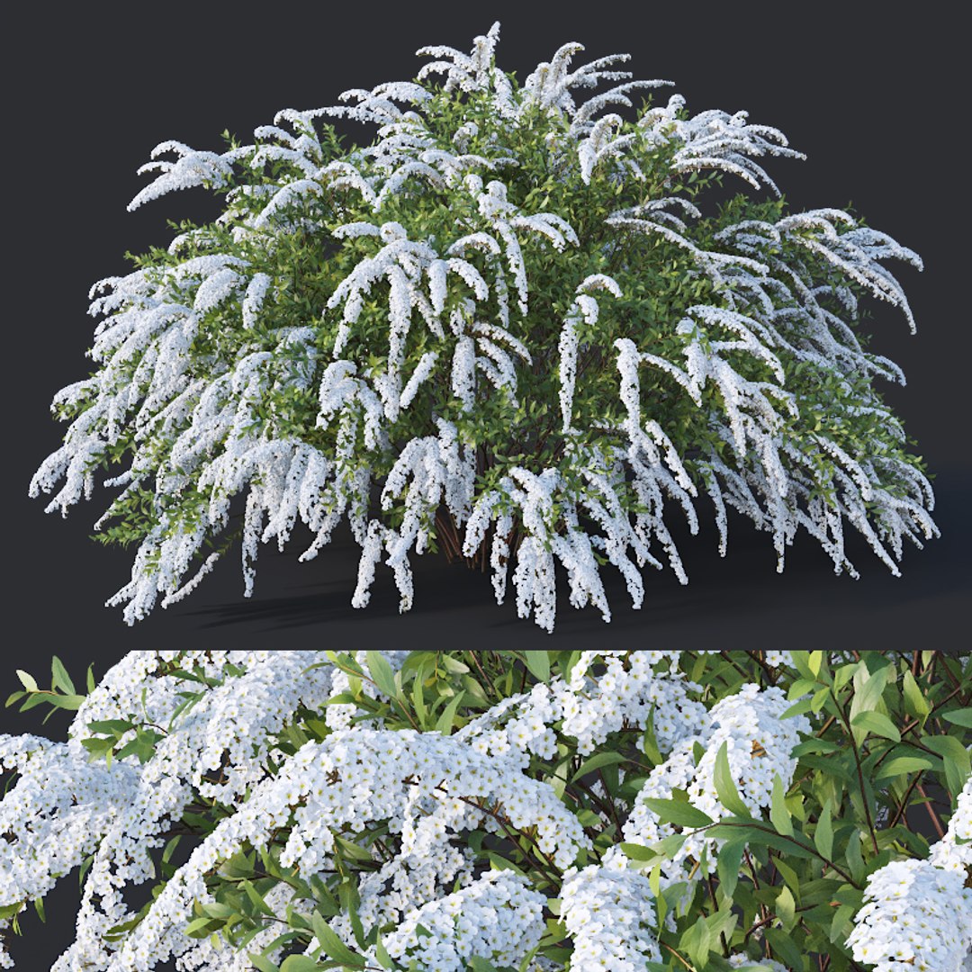 Grefsheim Spirea Model - TurboSquid 1365768