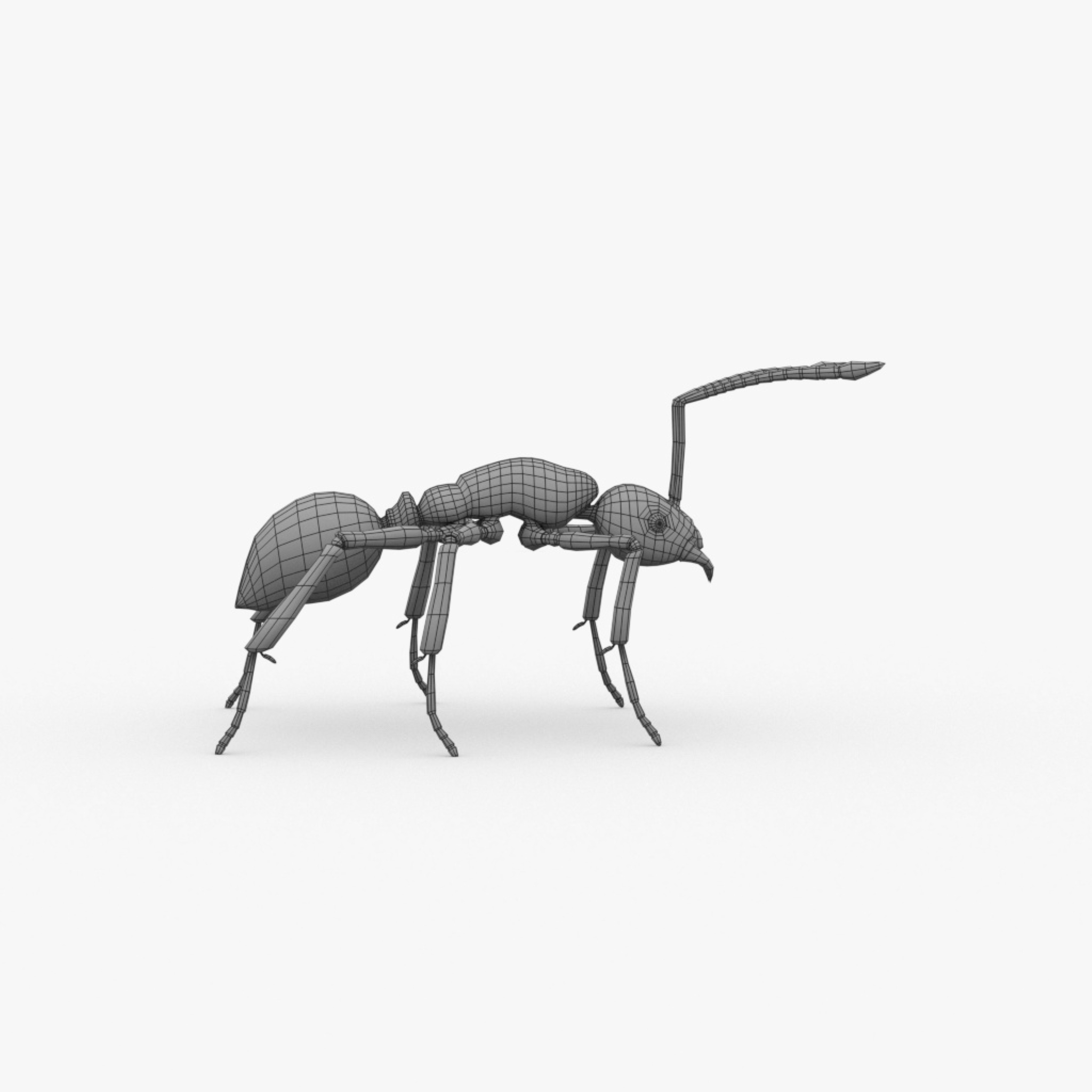 3D ant basemesh - TurboSquid 2006856