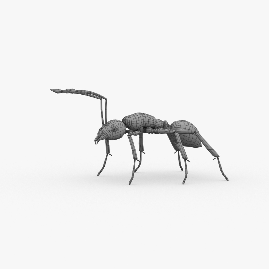 3D ant basemesh - TurboSquid 2006856