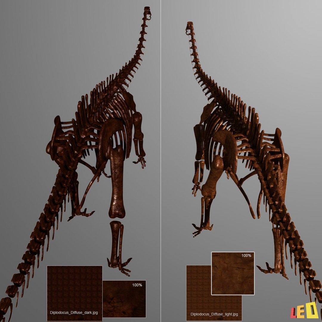3d Dino Skeleton Diplodocus Bones