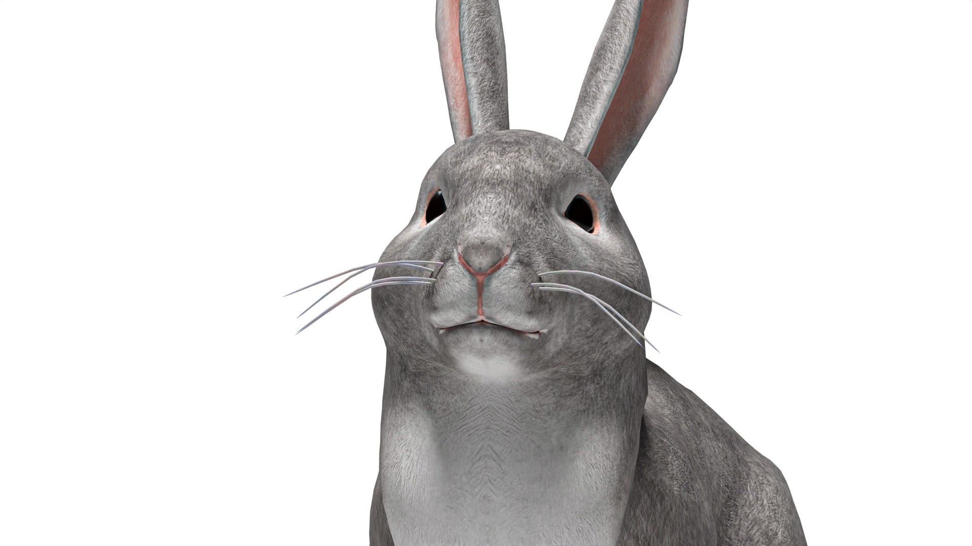 3D Rigged Gray Rabbit With 2k Textures And Animations - TurboSquid 2437440