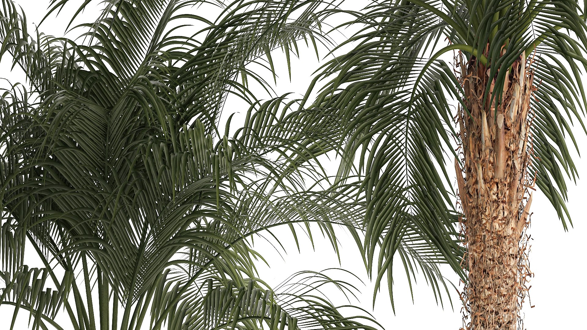 3D model Beautiful Phoenix roebelenii palm tree in a flower pot for ...