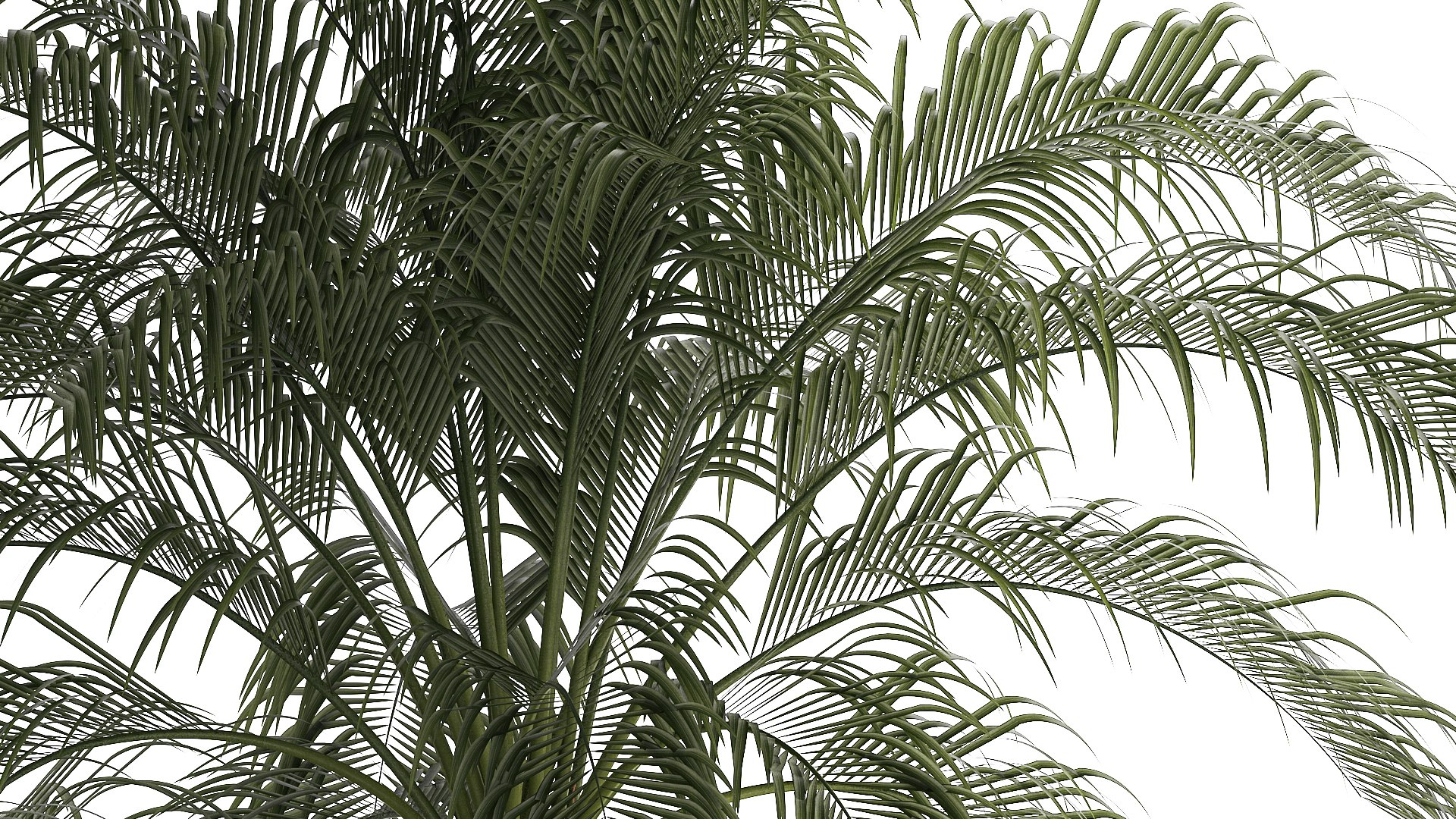 3D model Beautiful Phoenix roebelenii palm tree in a flower pot for ...