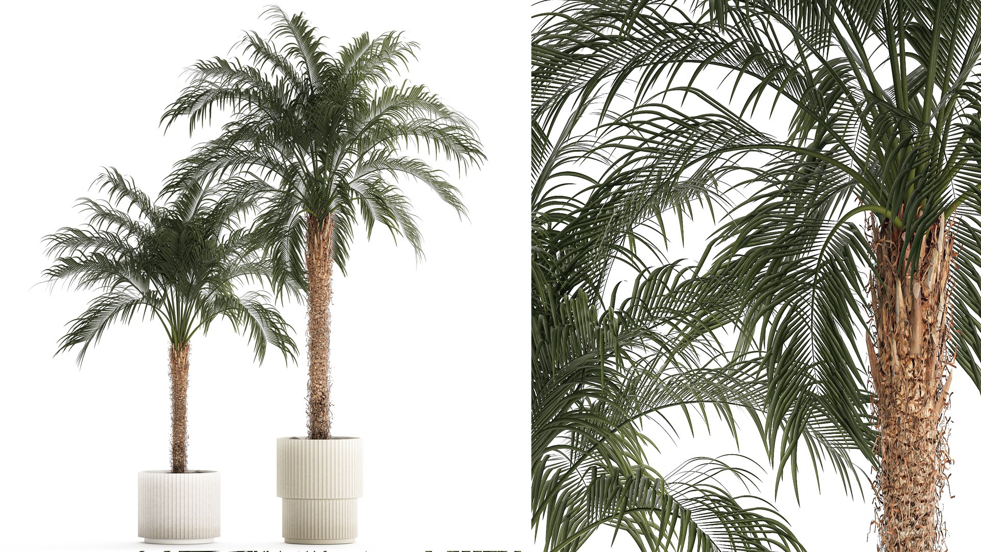 3D model Beautiful Phoenix roebelenii palm tree in a flower pot for ...