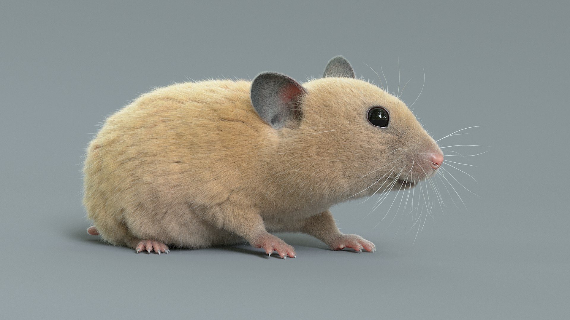 Hamster Rigged Xgen 3D Model - TurboSquid 2217123