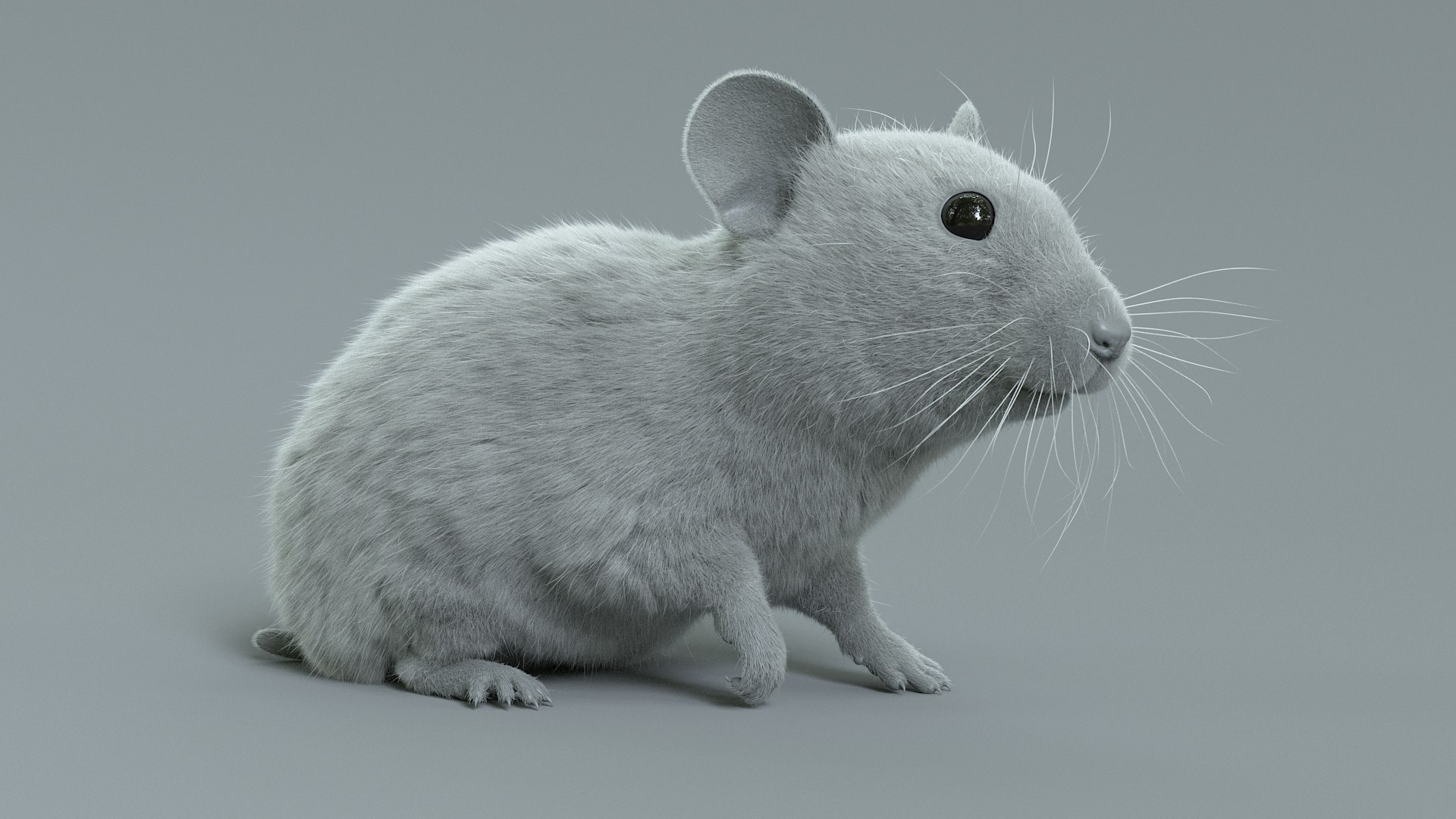 Hamster Rigged Xgen 3D Model - TurboSquid 2217123