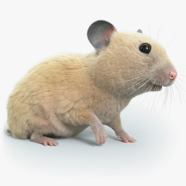 Hamster 3D Models for Download | TurboSquid