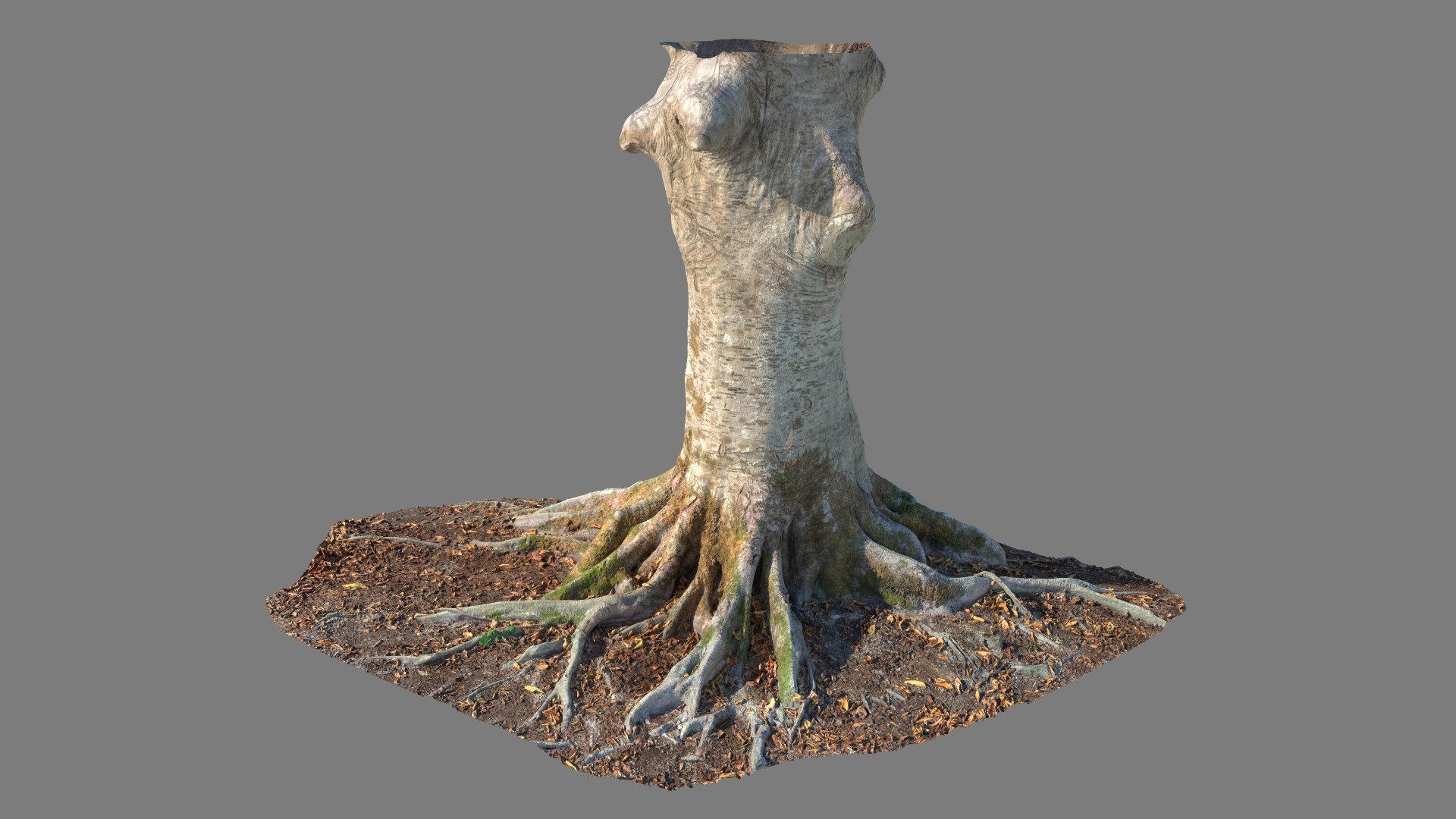 Scanned Forest Tree Trunk 08 3D - TurboSquid 2169862