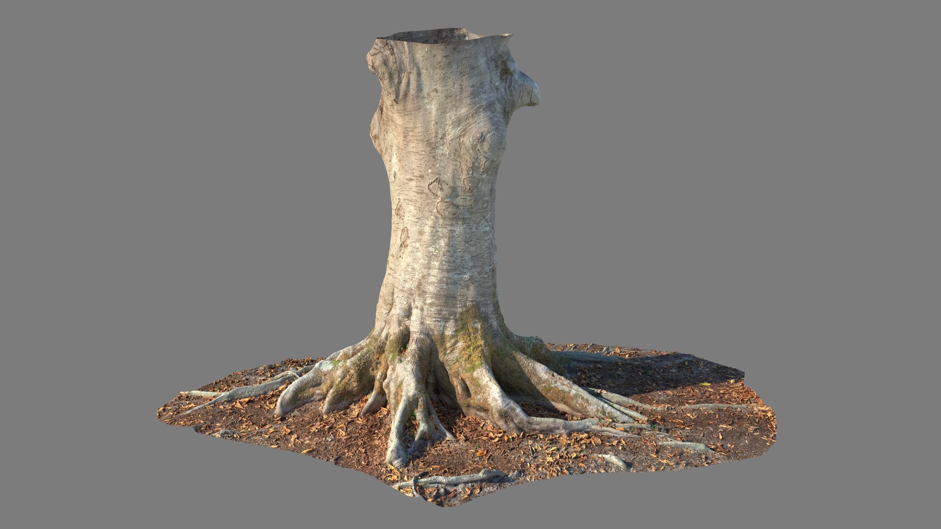 Scanned Forest Tree Trunk 08 3D - TurboSquid 2169862