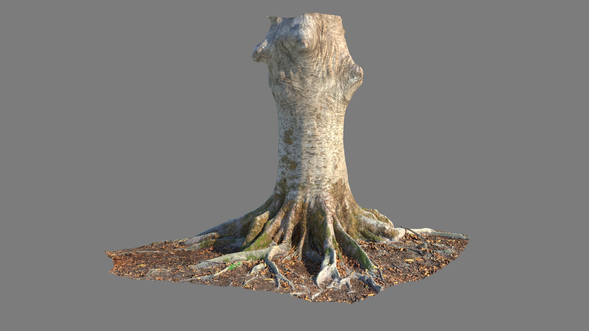 Scanned Forest Tree Trunk 08 3D - TurboSquid 2169862