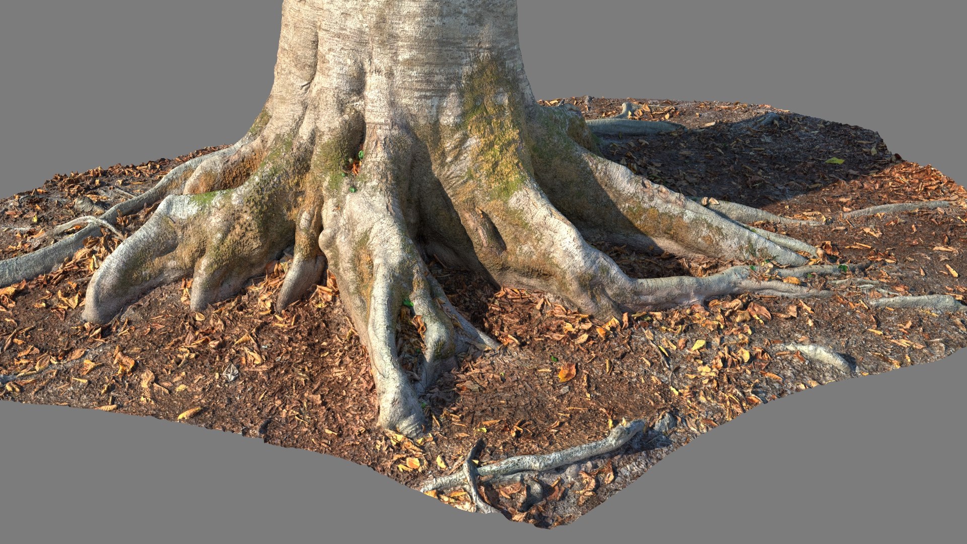 Scanned Forest Tree Trunk 08 3D - TurboSquid 2169862