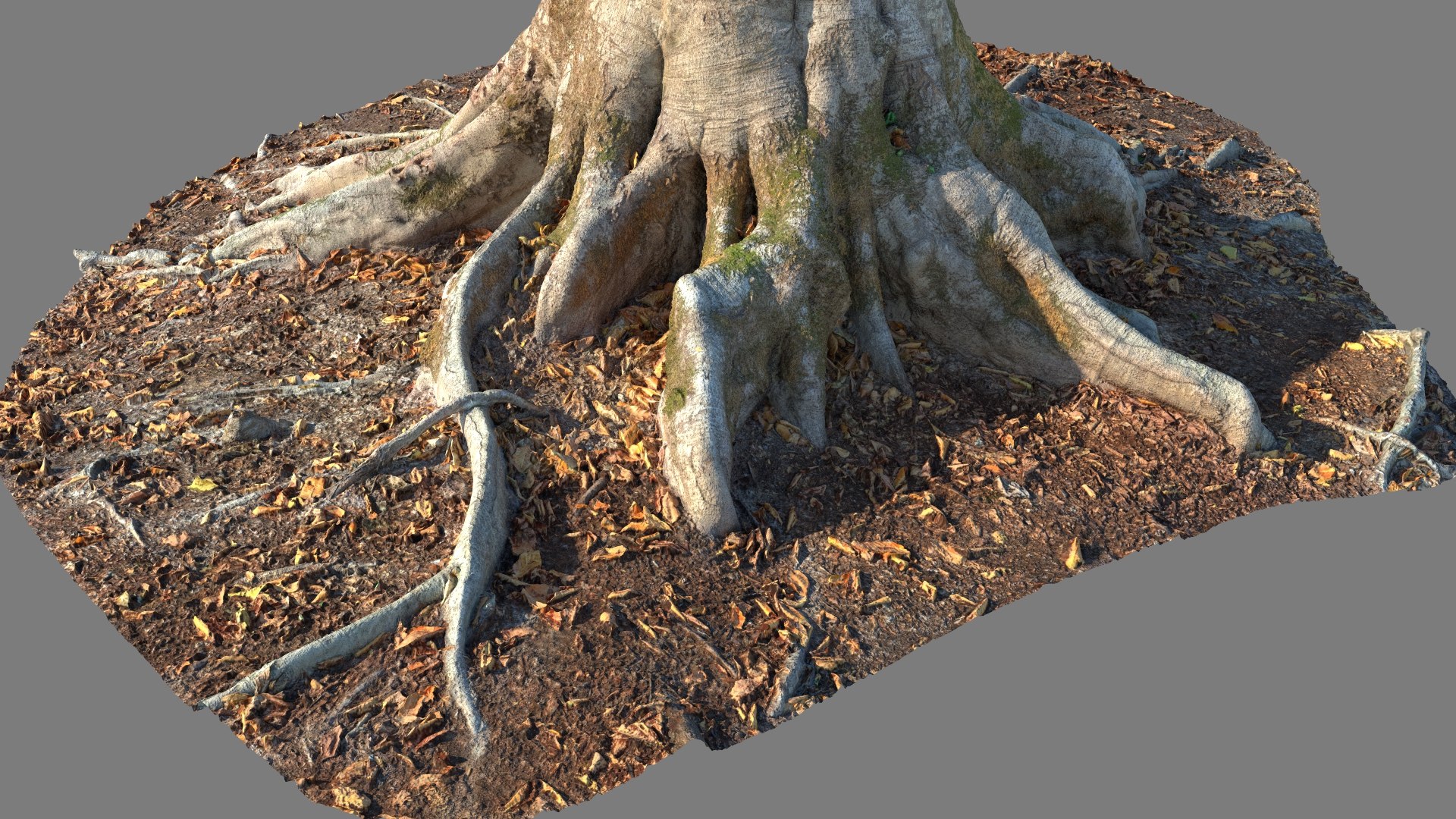 Scanned Forest Tree Trunk 08 3D - TurboSquid 2169862