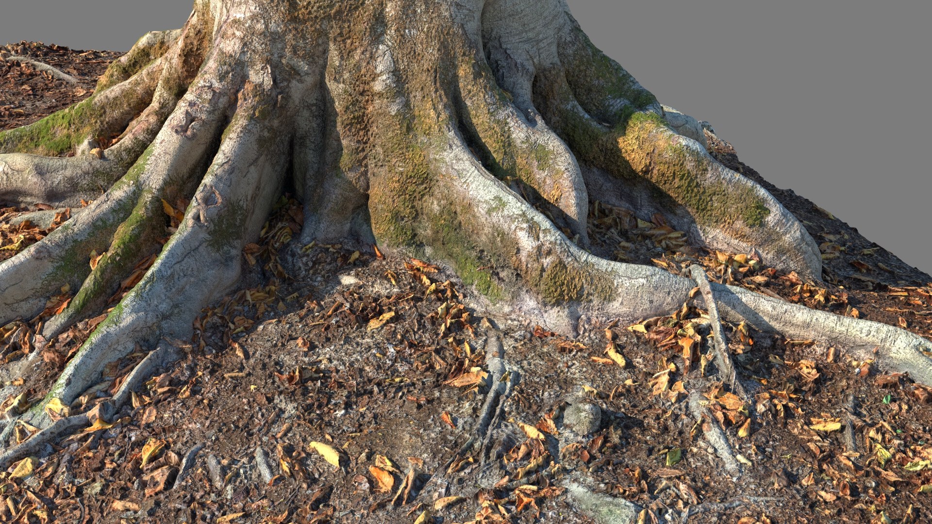 Scanned Forest Tree Trunk 08 3D - TurboSquid 2169862