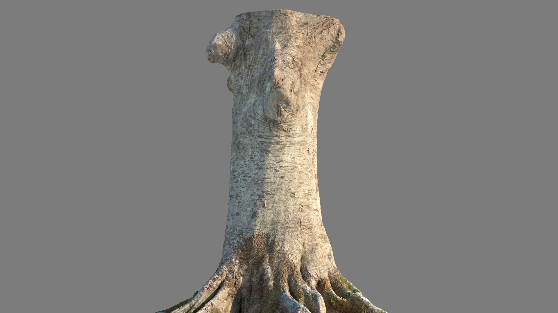 Scanned Forest Tree Trunk 08 3D - TurboSquid 2169862