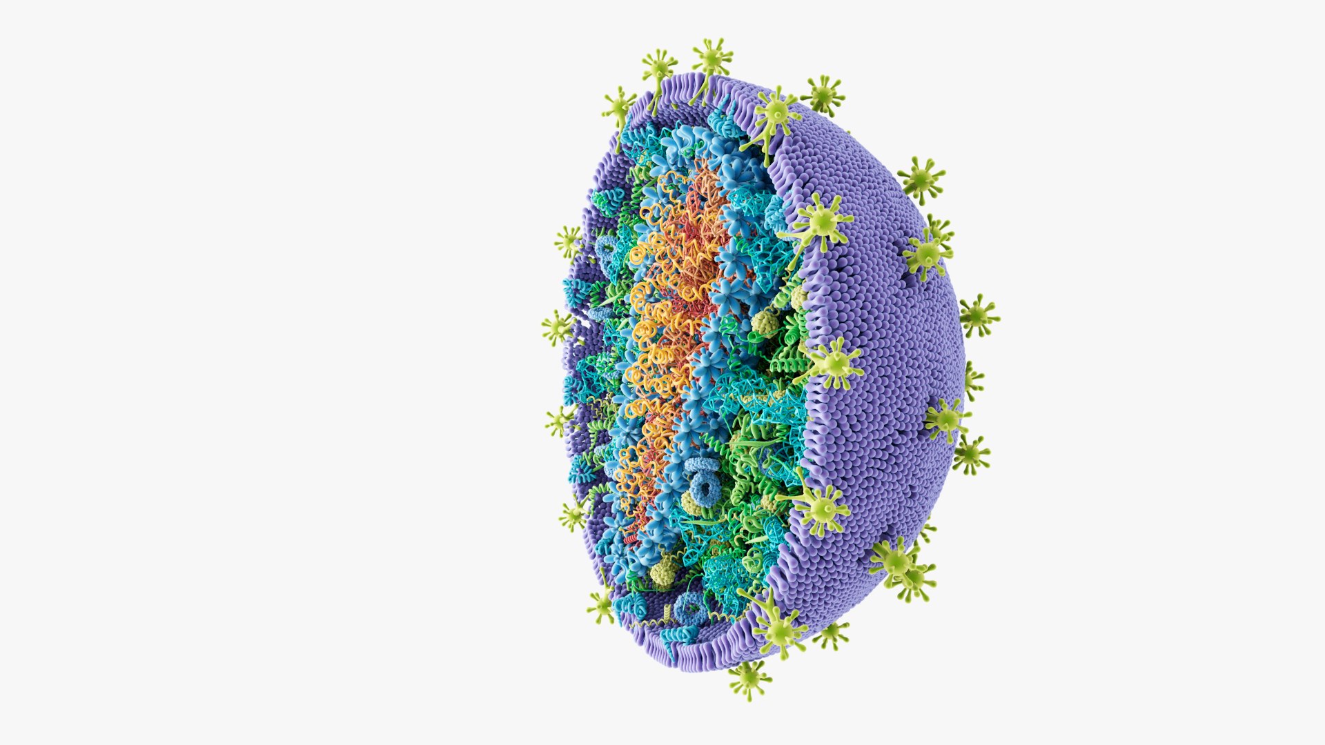 3D HIV Cell Structure - TurboSquid 2243584