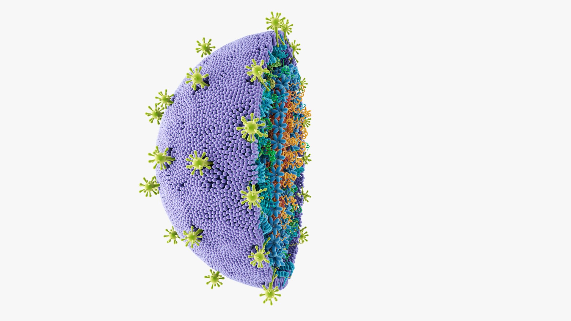 3D HIV Cell Structure - TurboSquid 2243584
