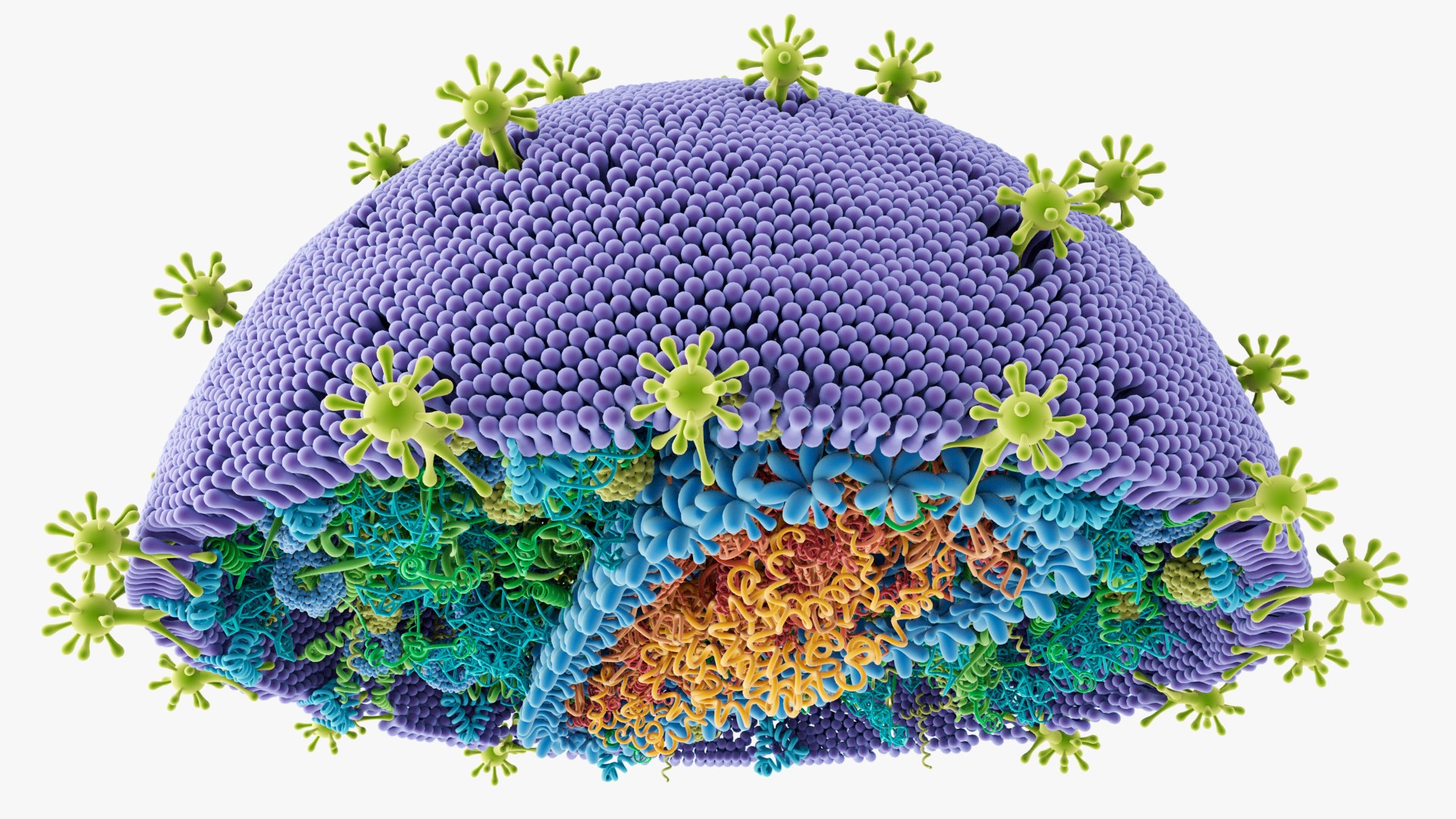 3D HIV Cell Structure - TurboSquid 2243584