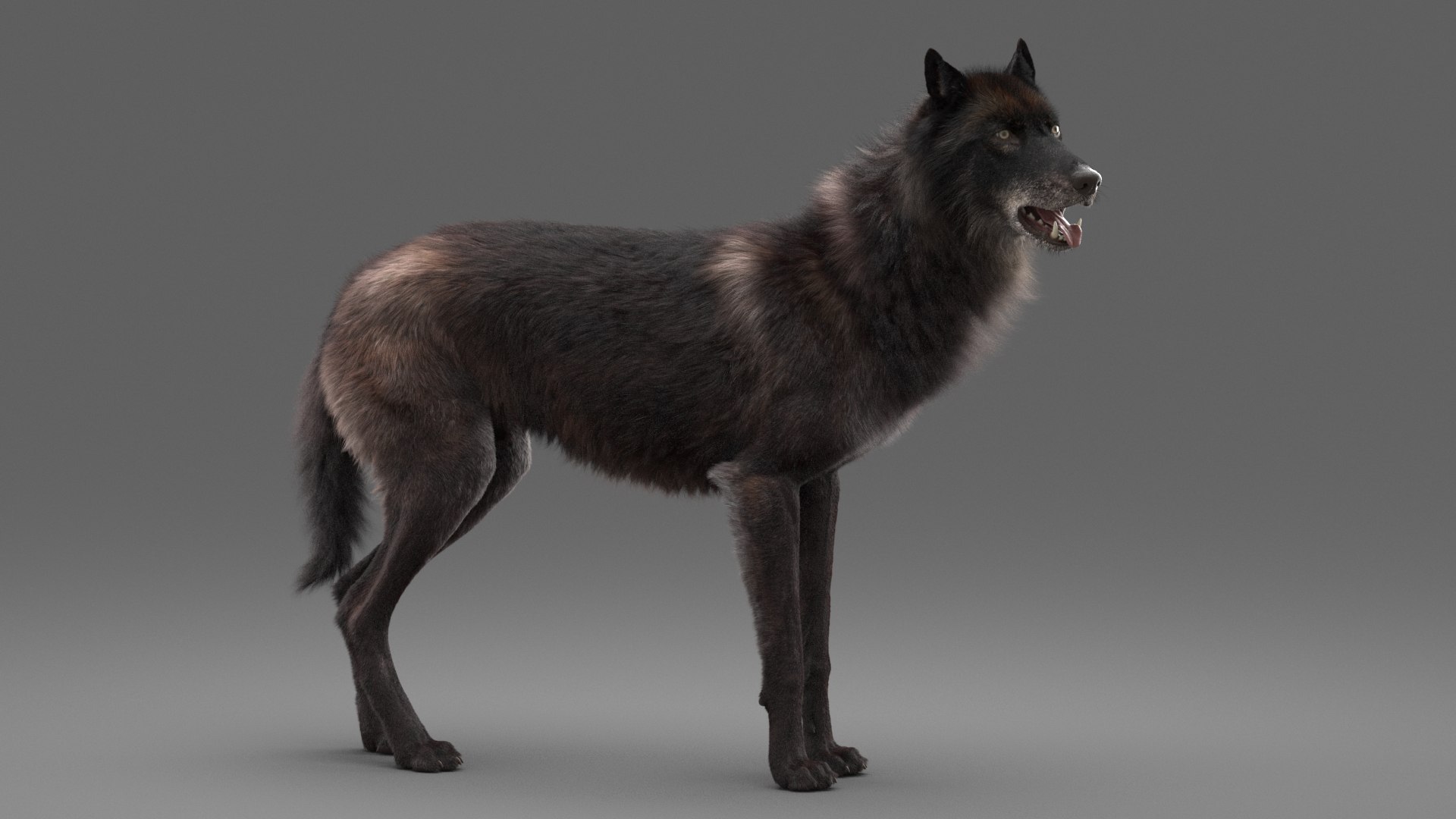 Realistic Rigged Black Wolf 3D Model - TurboSquid 1480489