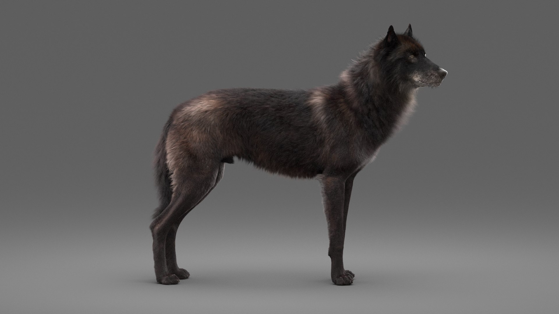 Realistic Rigged Black Wolf 3D Model - TurboSquid 1480489