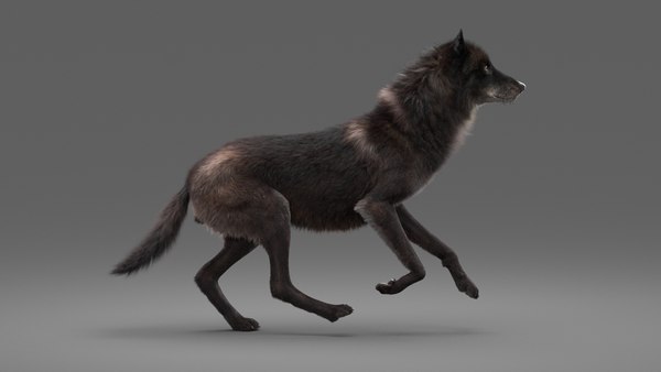 Realistic rigged black wolf 3D model - TurboSquid 1480489