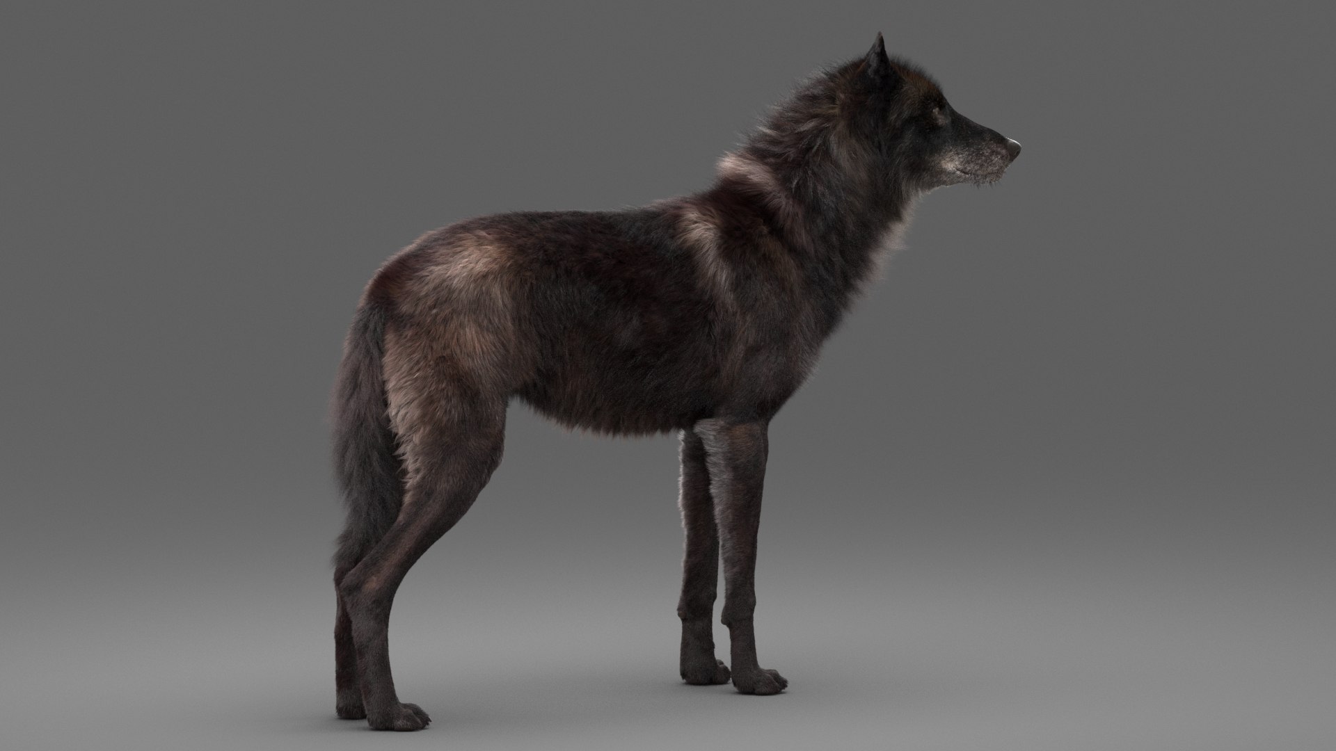 Realistic Rigged Black Wolf 3D Model - TurboSquid 1480489